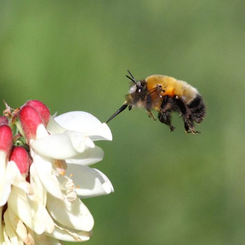 Ordem Hymenoptera | Formigas e abelhas