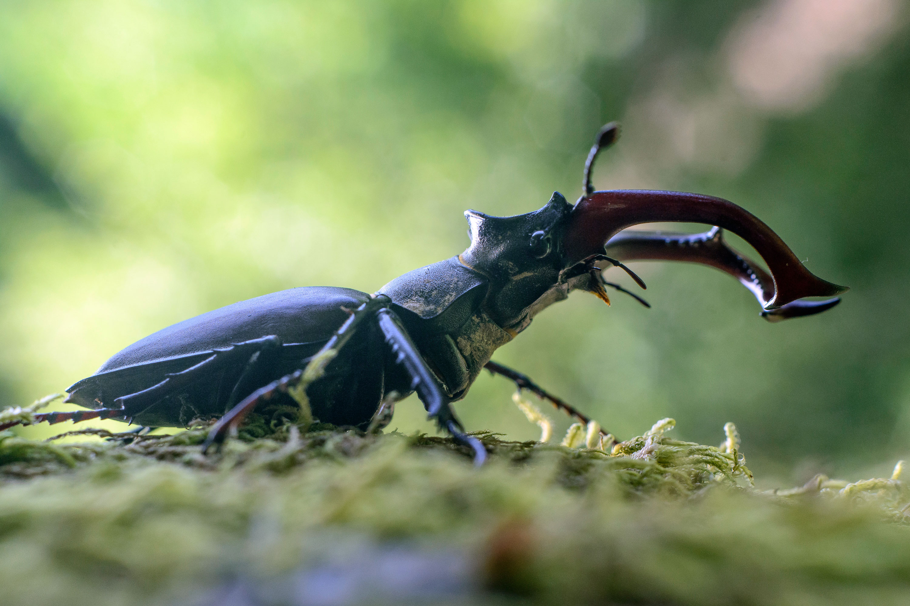 Lucanus cervus